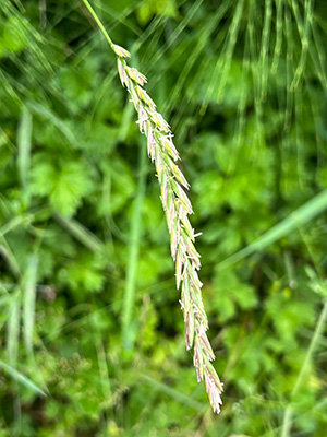 Stoney Creek Trail Grasses