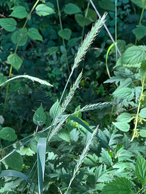 Stoney Creek Trail Grasses